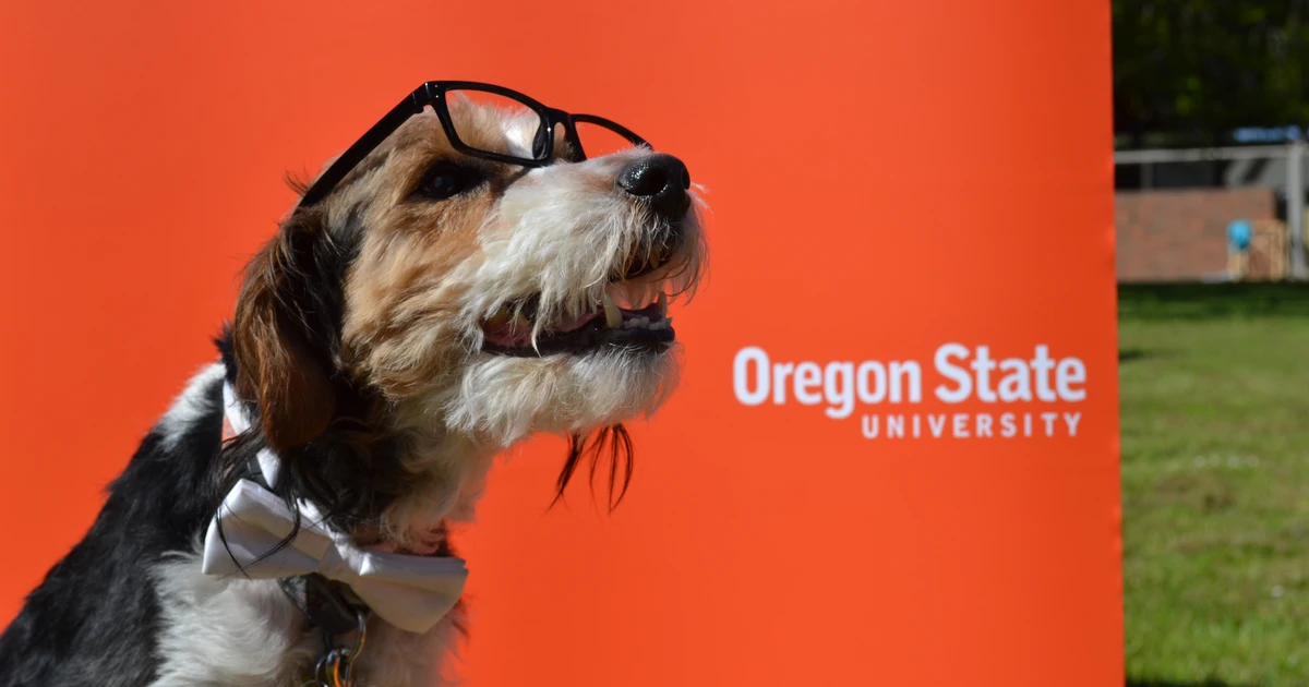 OSU opens veterinary ER for cats and dogs | OSU Today | Oregon State ...